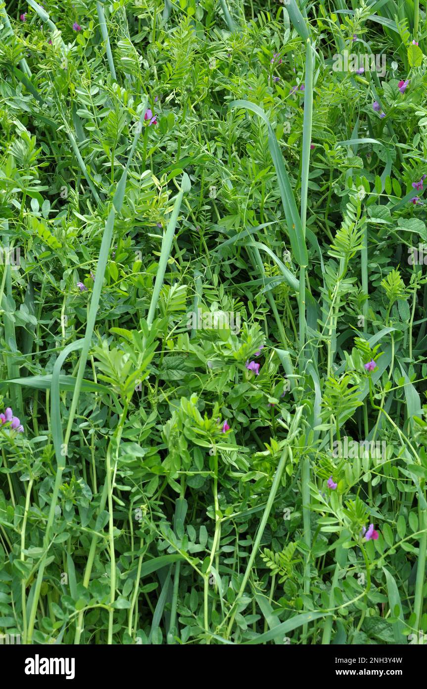 Vetch sowing (Vicia sativa) grows on a farm field Stock Photo - Alamy