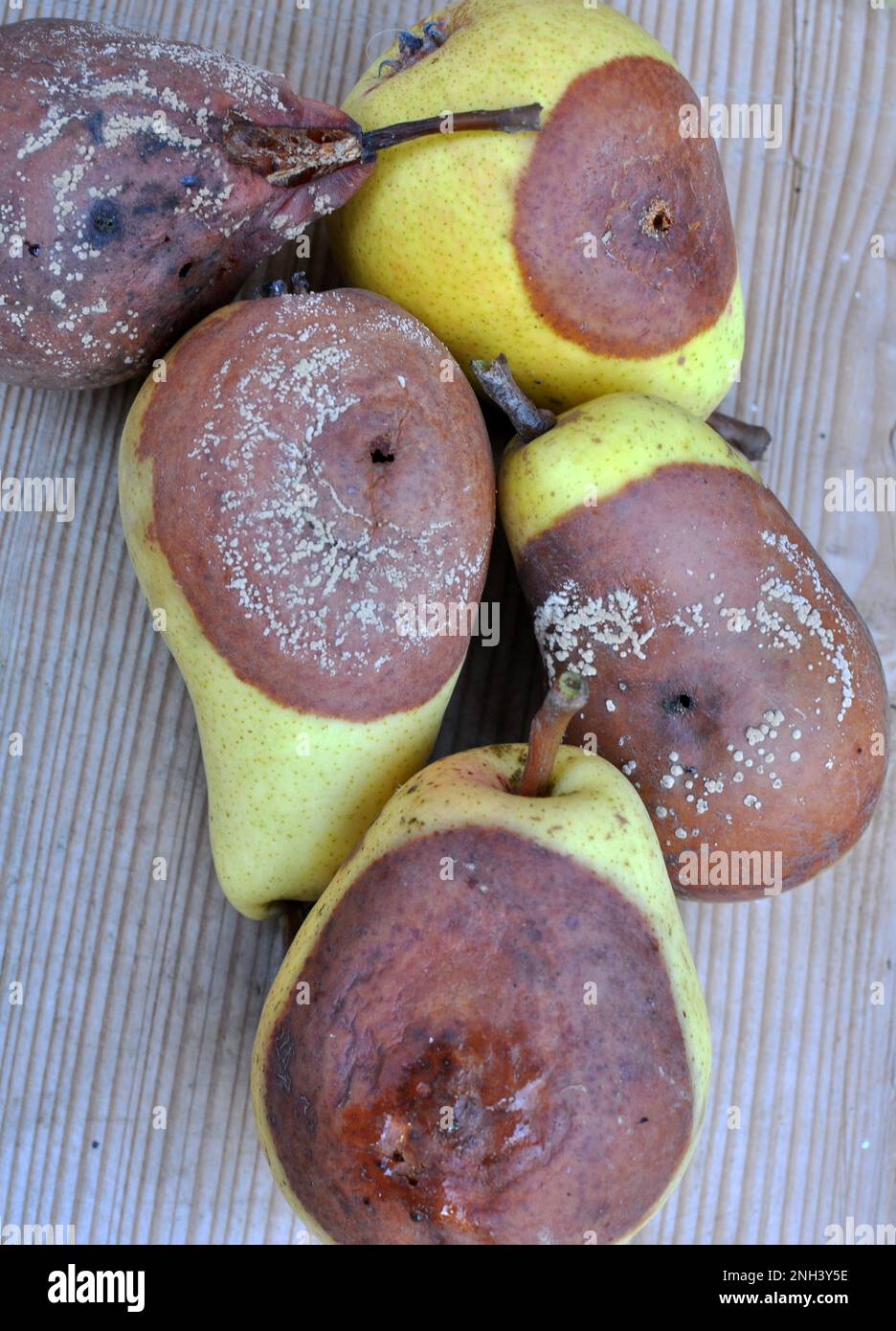 Pear fruits are infected with the fungus Monilinia fructigena Stock ...