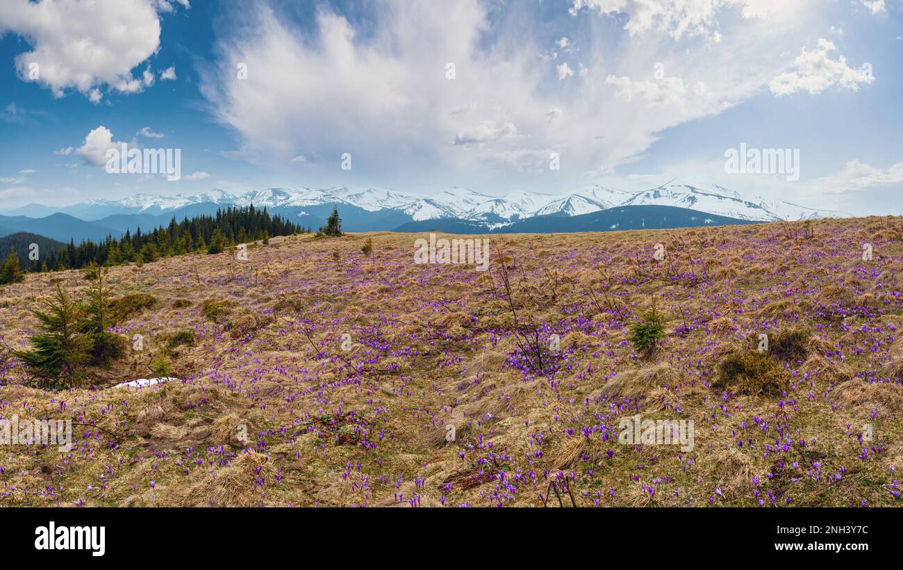 Colorful blooming violet Crocus heuffelianus (vernus) alpine flowers on ...