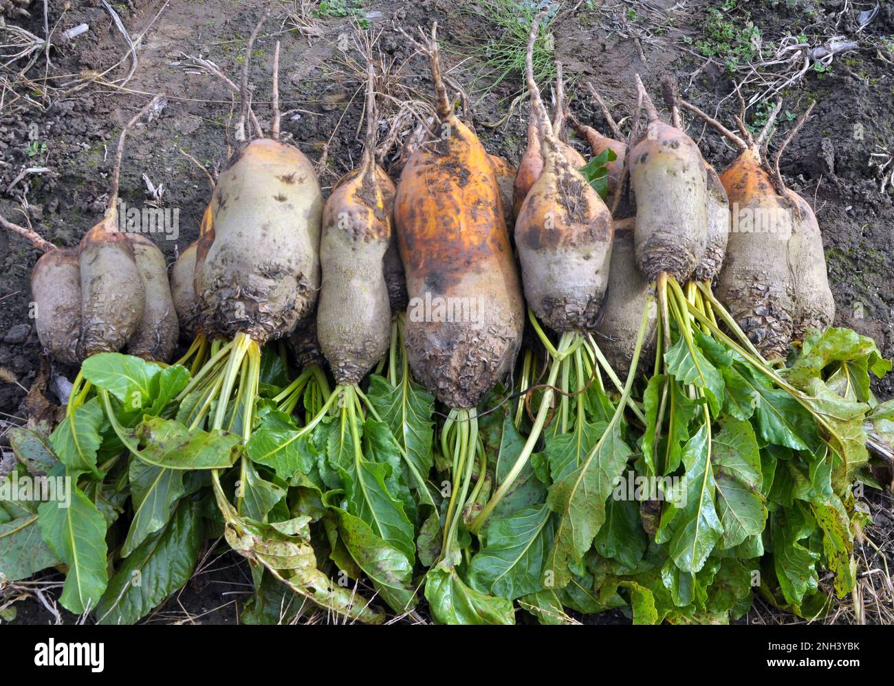 Fodder crops hi-res stock photography and images - Alamy