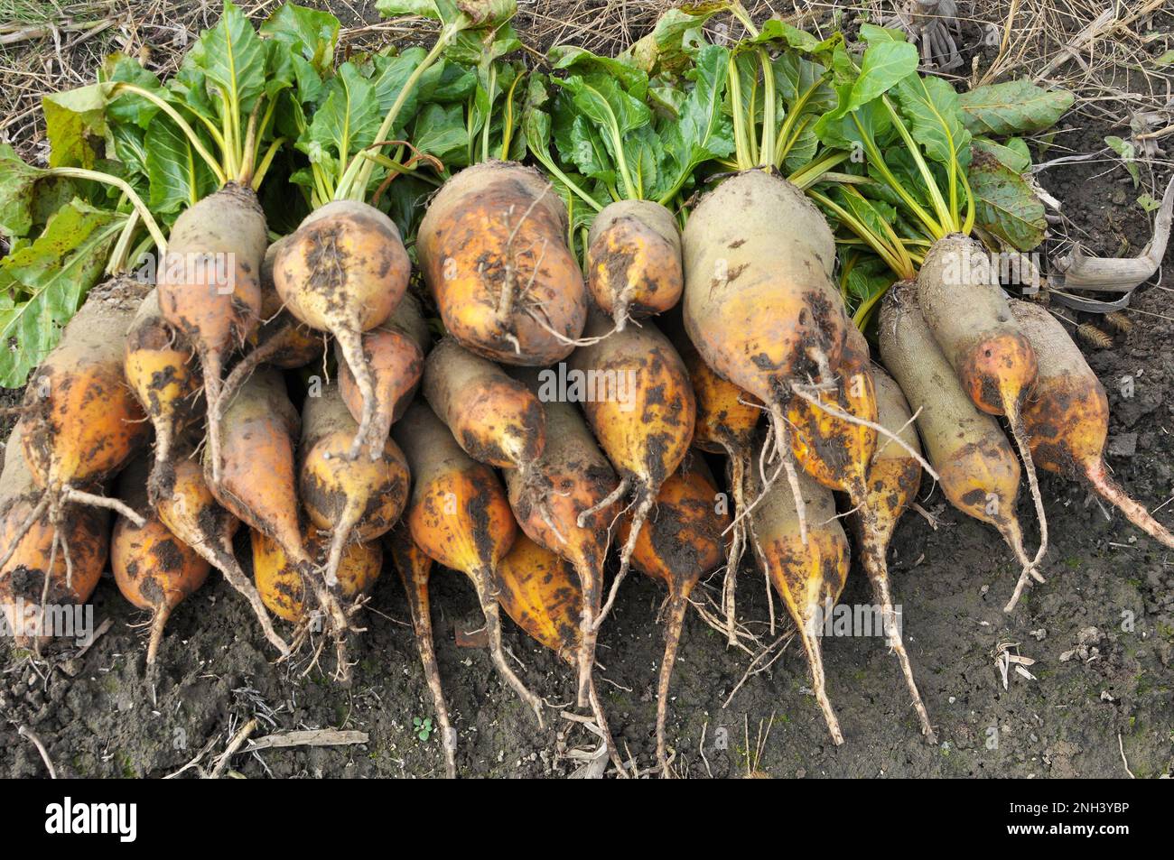 Fodder root crops hi-res stock photography and images - Alamy