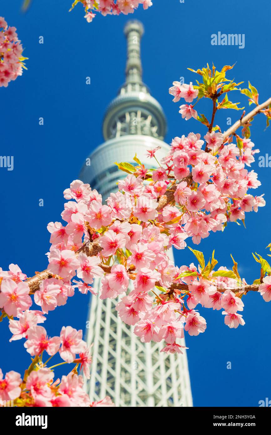 Spring in Japan. Sakura cherry pink blossoms before the famous Tokyo ...