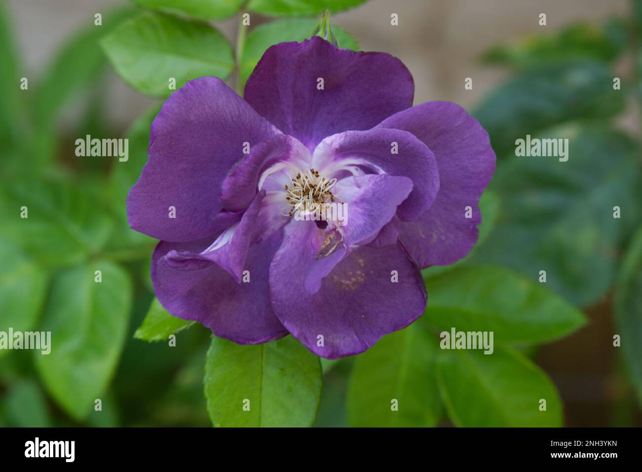 Single summer flower of floribunda rose rosa Rhapsody in blue, in UK ...