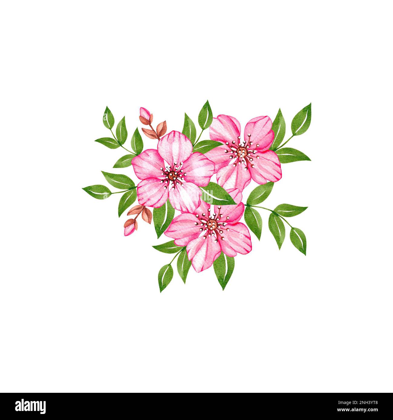 Watercolor bouquet of pink cherry blossoms on a white background for ...
