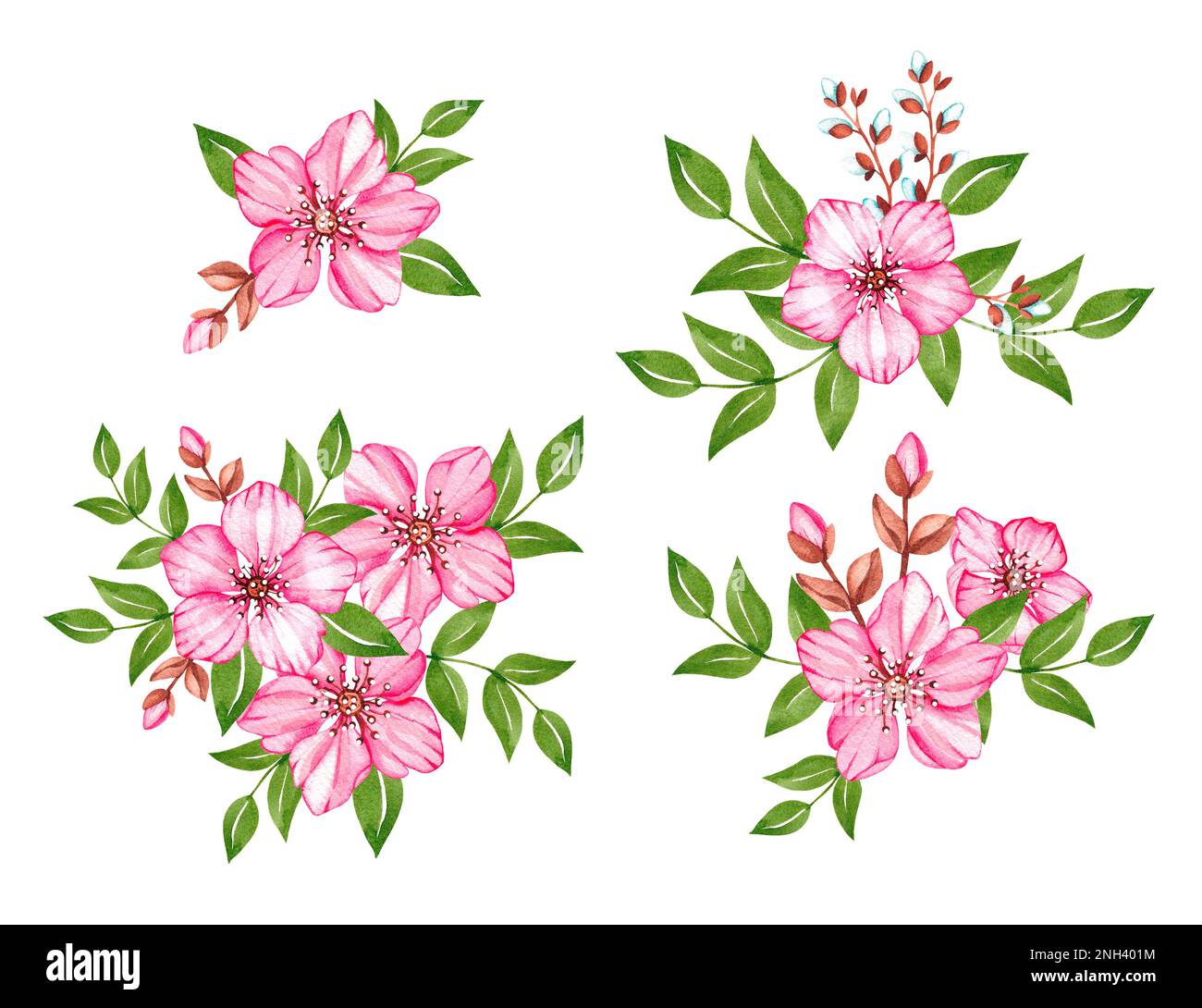 Watercolor cherry blossoms with leaves on a white background for design ...