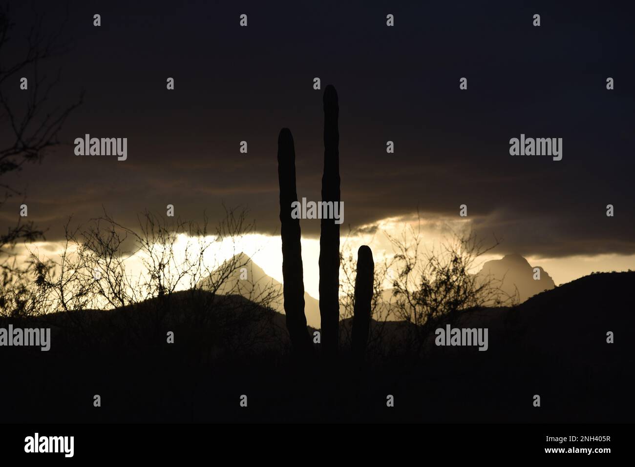 Mexico desert landscape cactus hi-res stock photography and images - Alamy