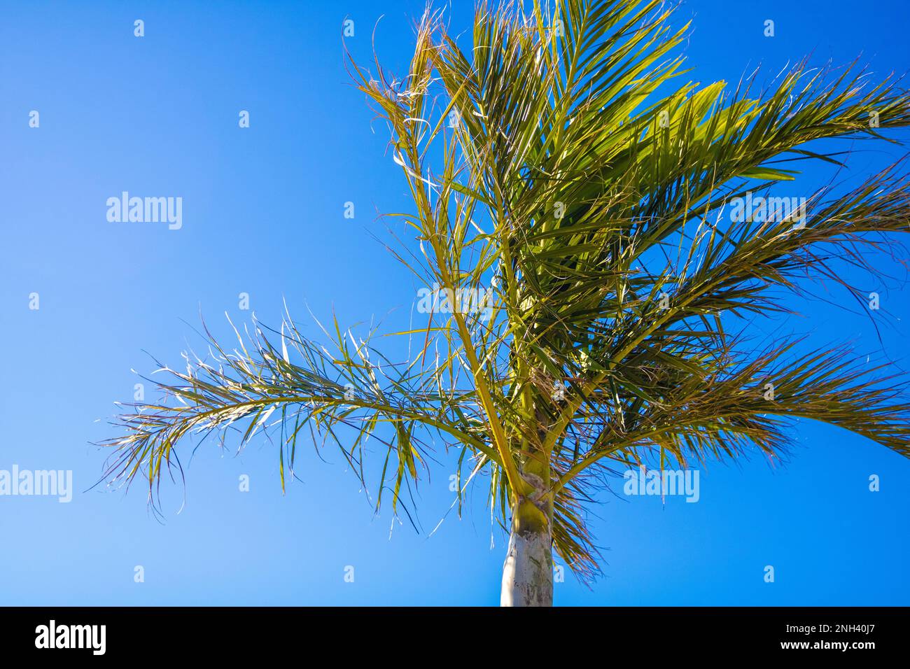 Single palm tree florida hi-res stock photography and images - Alamy