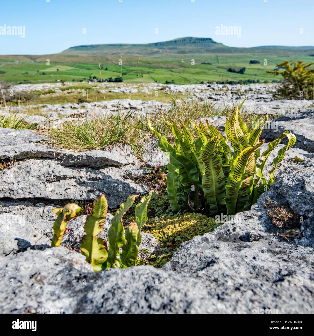 Asplenium scolopendrium or Harts-tongue fern growing in a 'gryke' in ...