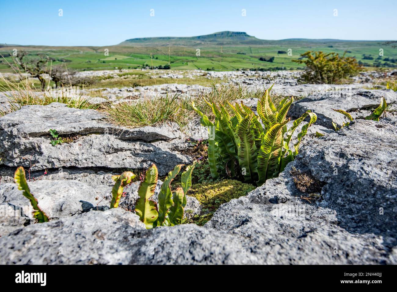 Leaves supposed resemblance to the tongue of a hart hi-res stock ...