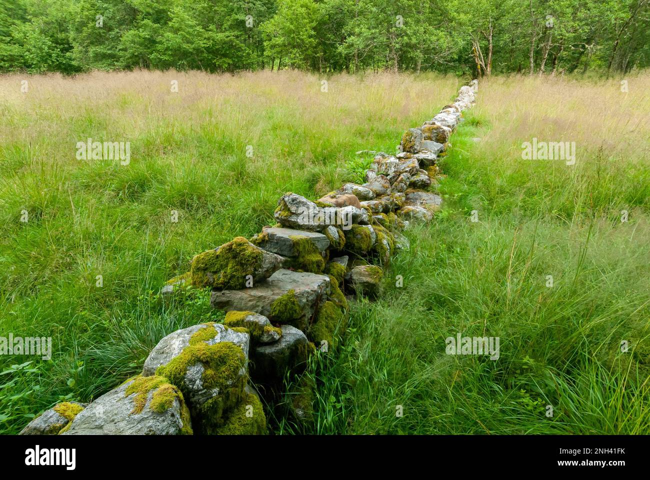 old stone fence in the forest Stock Photo - Alamy