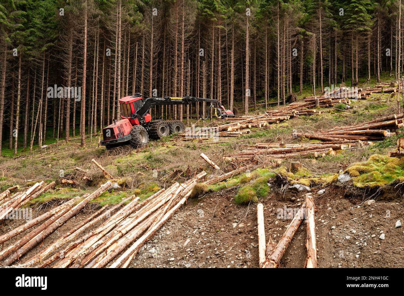 A large machine is removing fallen logs from a forest area, surrounded ...