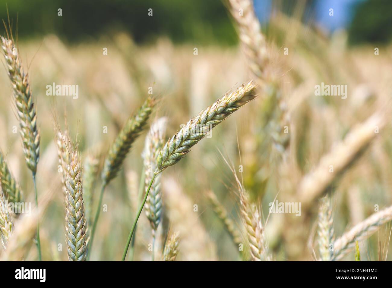 Close up on ears of rye growing on cultivated field Stock Photo - Alamy