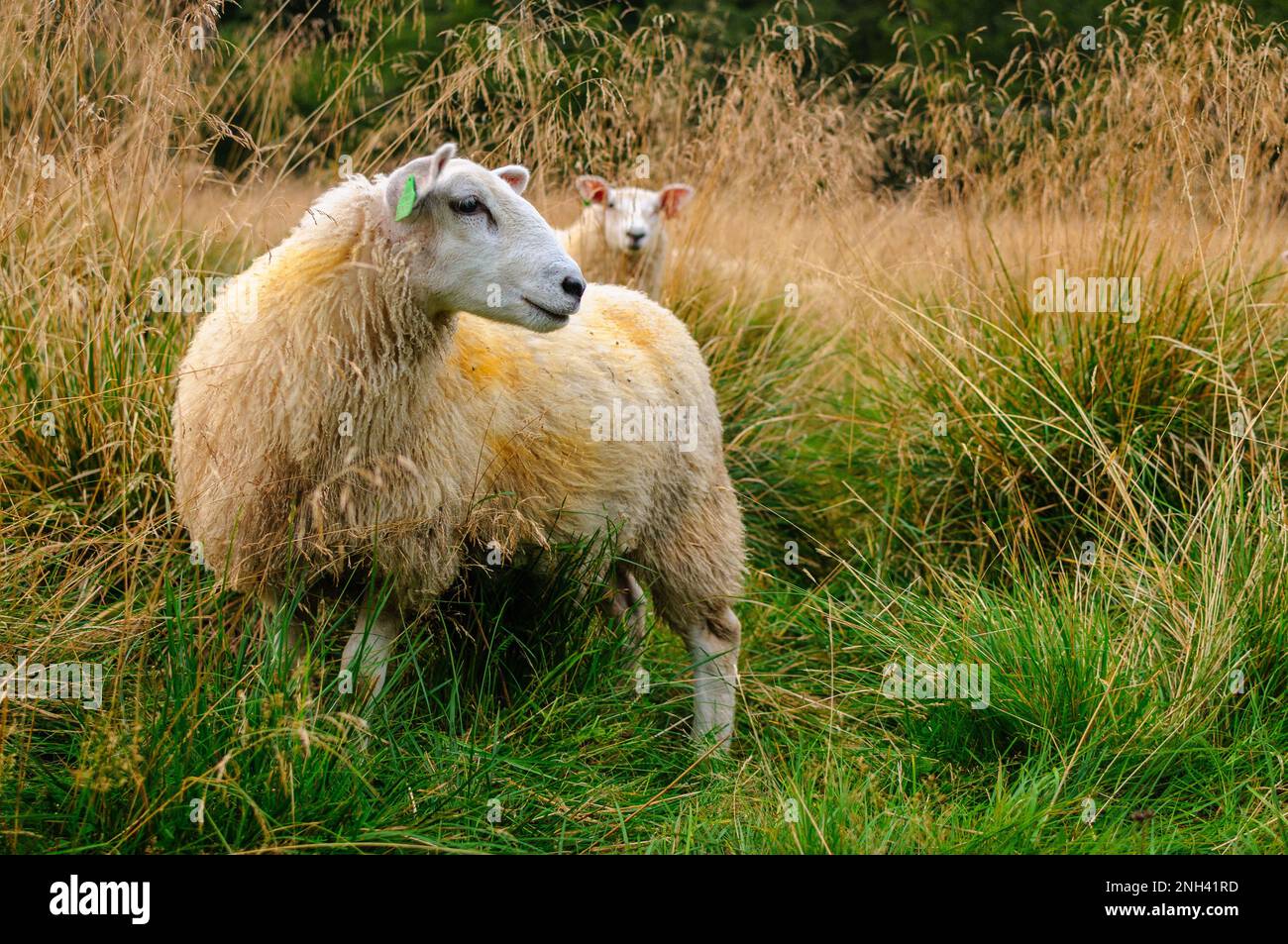 Sheep ranching hi-res stock photography and images - Alamy