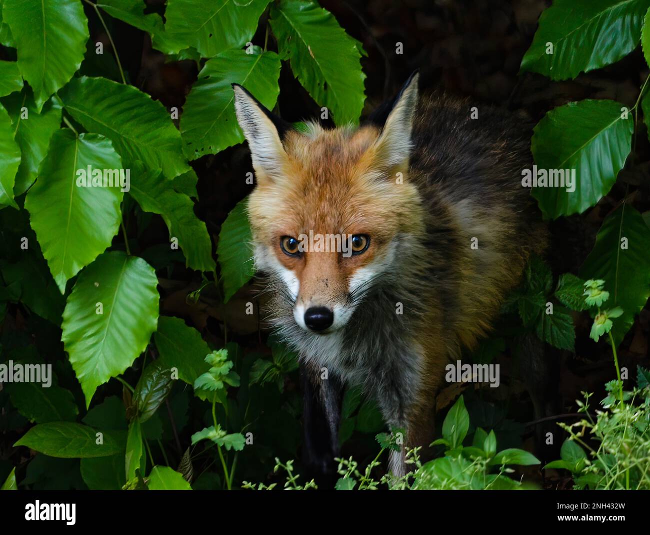 An urban red Fox emerges from deep green foliage Stock Photo - Alamy