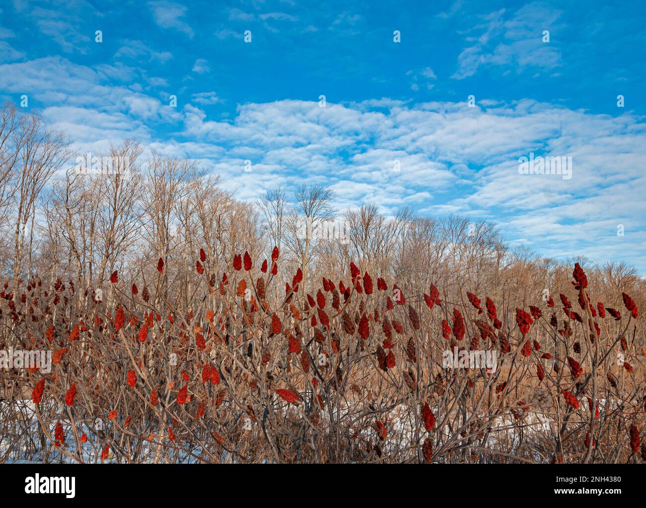 A border of Sumac shrubs fronts a forest edge and sits under a vibrant ...