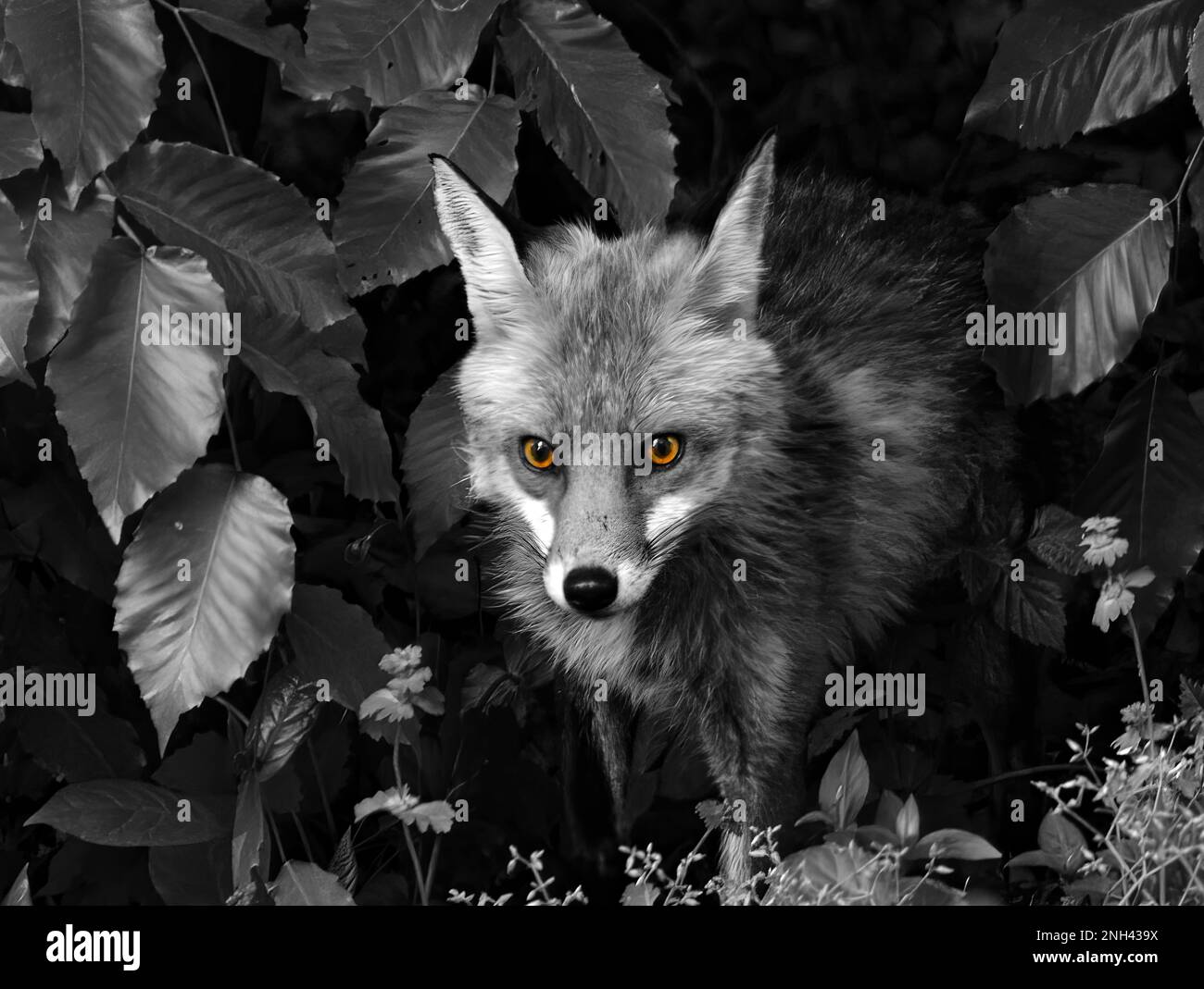 Color splash of a red fox emerging from the foliage; only its eye are ...
