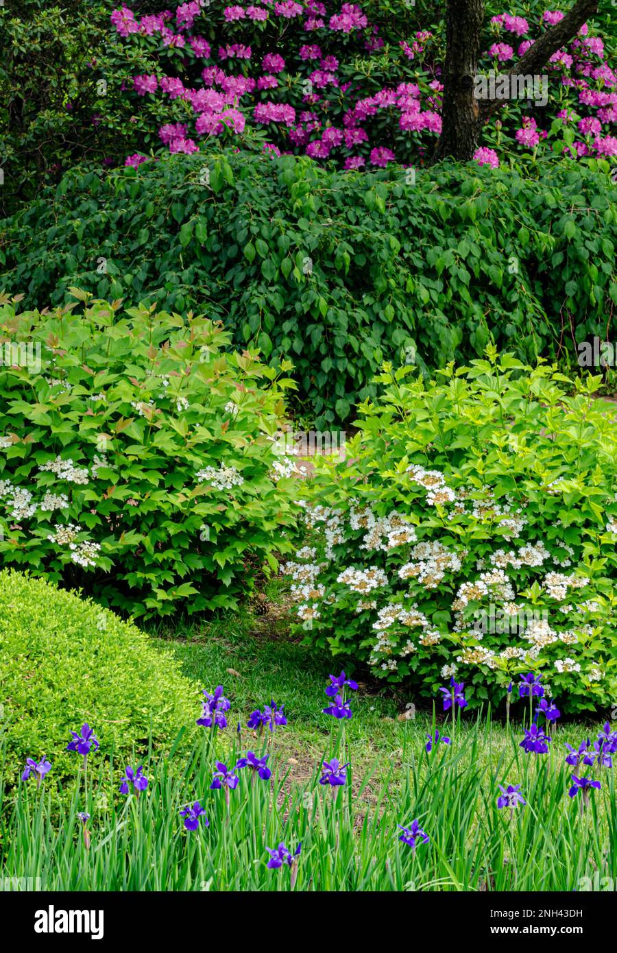 Bands of color from Rhododendron, shrubs and Irises create this snipit ...
