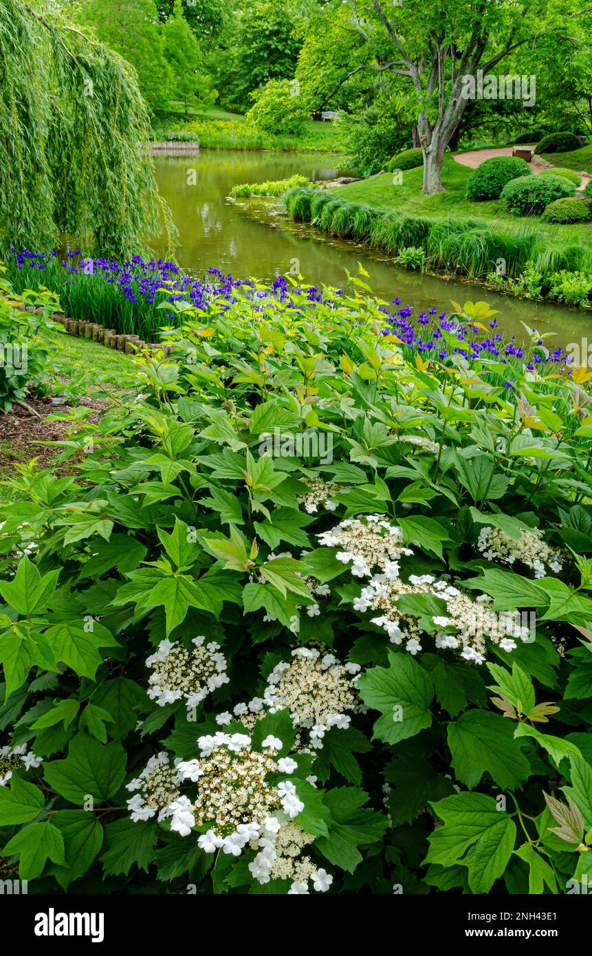 Hydrangeas start to bloom in front of the iris border on the shore of ...