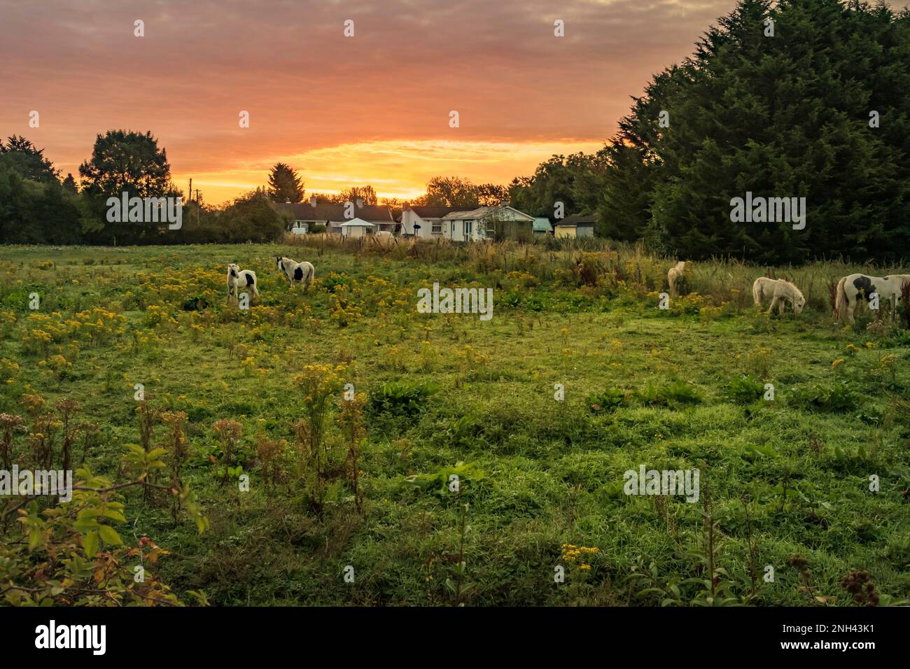 Irish landscape. Colourful morning at farm ditch at river Barrow, near ...