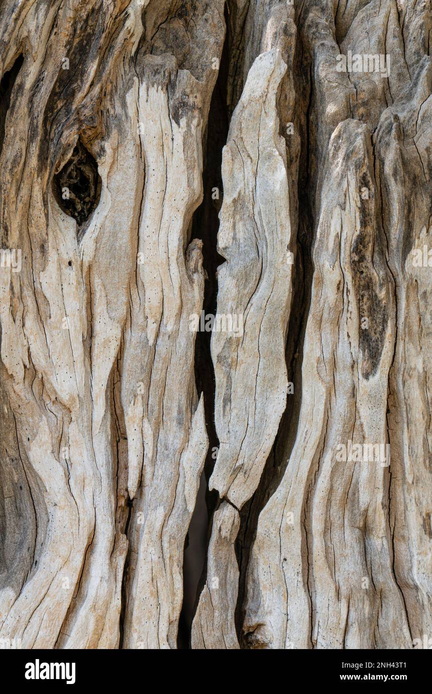 Detail of an old barkless olive tree in Tuscany Stock Photo - Alamy
