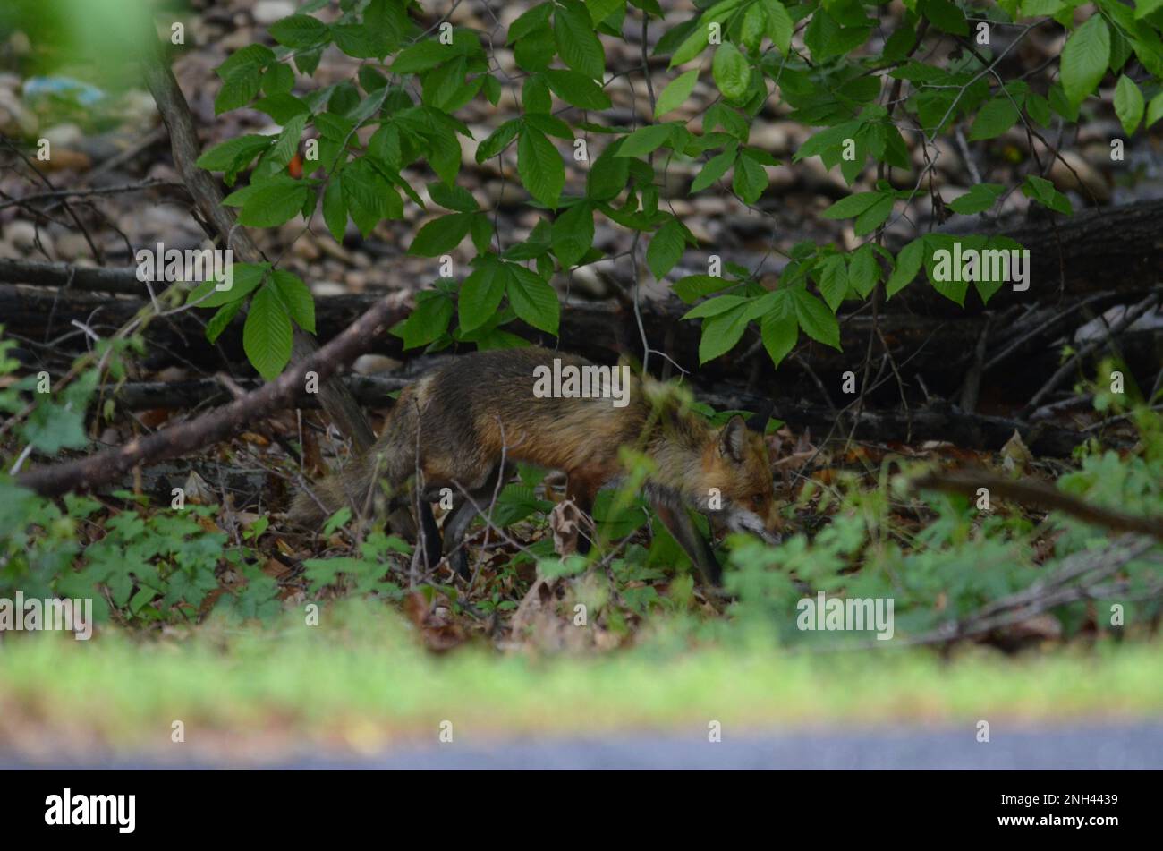 An urban red fox getting ready to hunt Stock Photo - Alamy