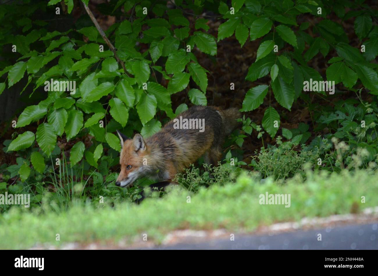 An urban red fox getting ready to hunt Stock Photo - Alamy