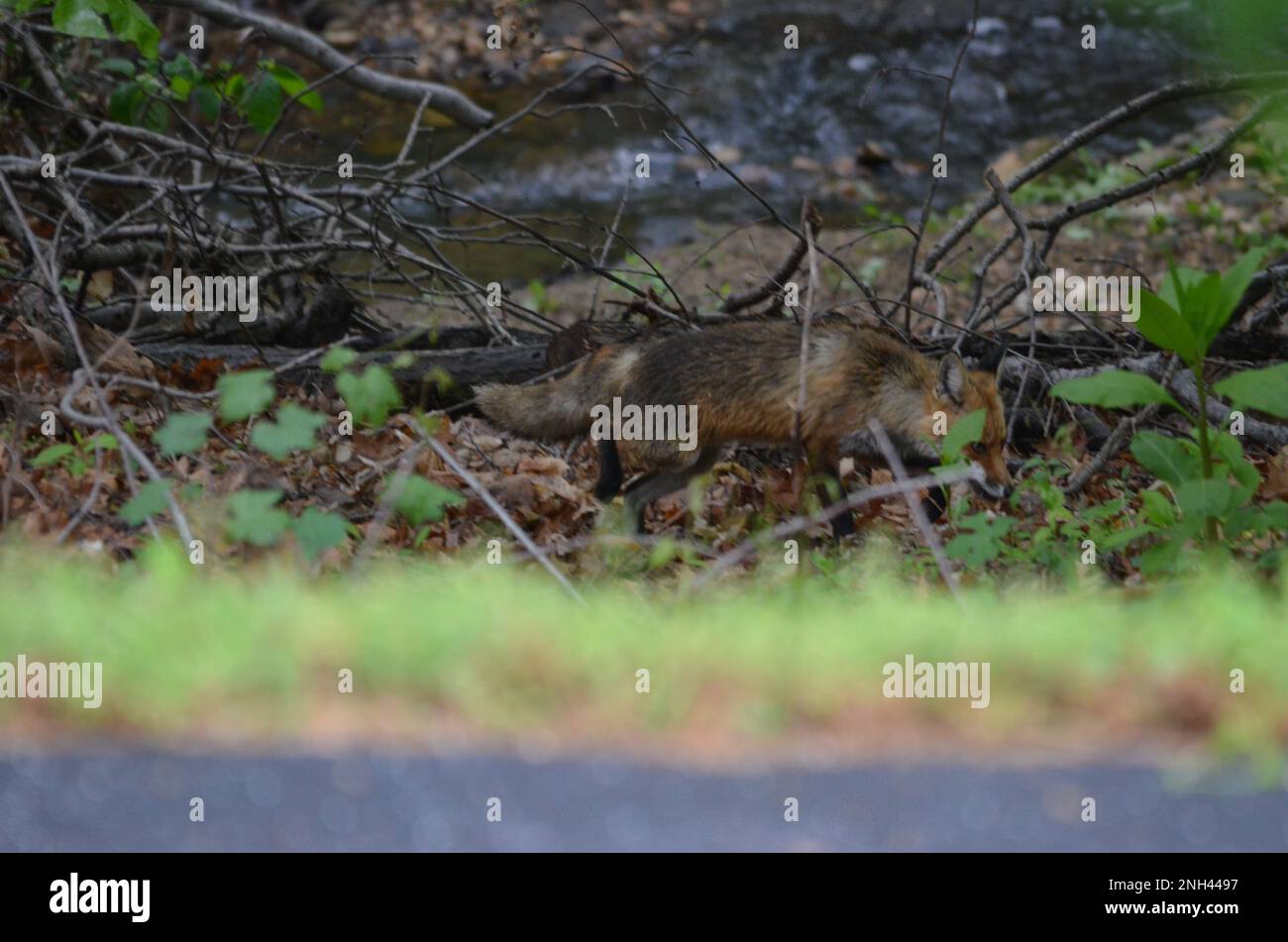 An urban red fox getting ready to hunt Stock Photo - Alamy