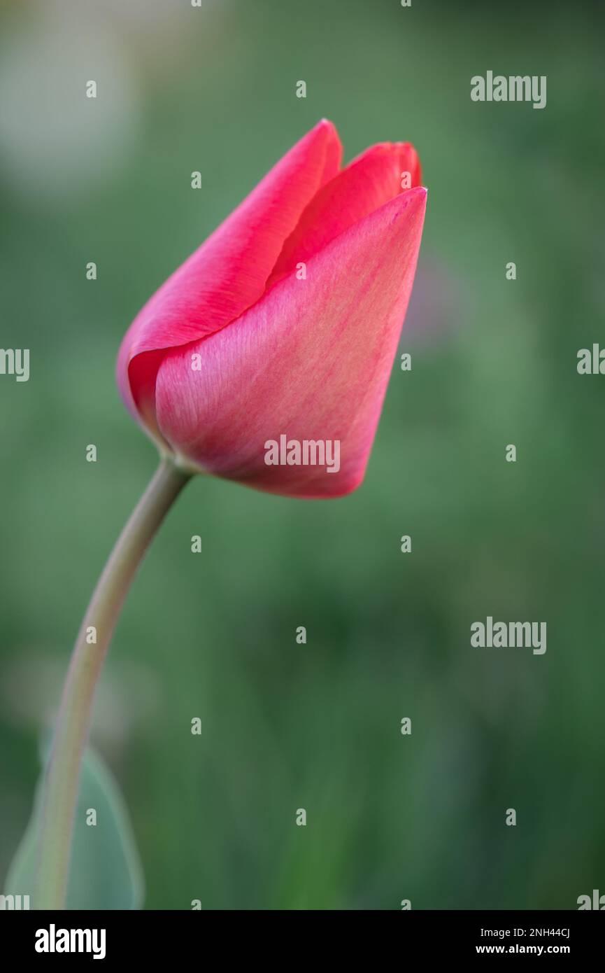 Tulip flower. One red tulip bud with green backgrounds in spring. Plant ...