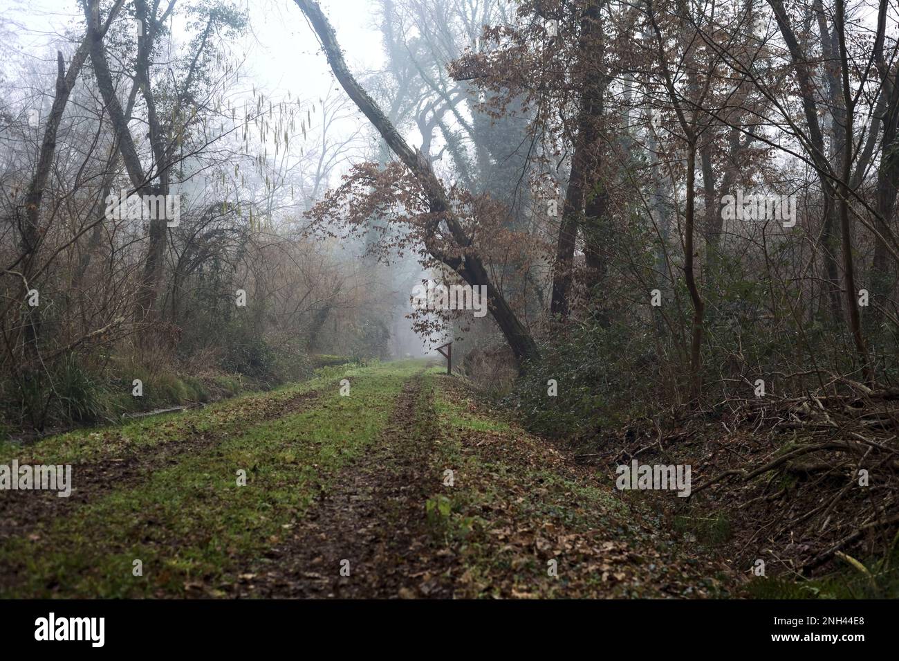 Dirt path with foliage on the ground and a tree leaning on it in a park ...