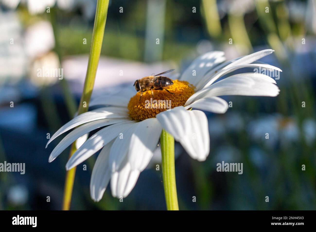 A honey bee (Apis mellifera) rests on a white shasta daisy ...