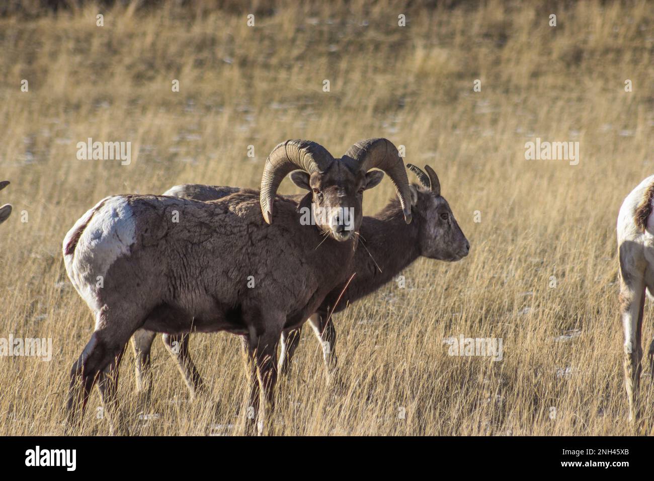 Ram profile hi-res stock photography and images - Alamy
