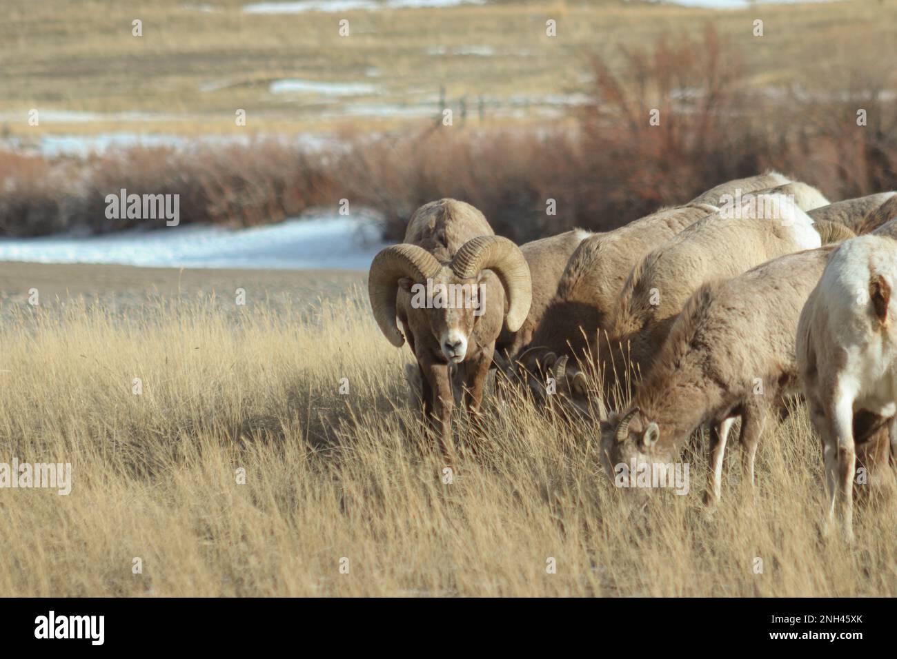 Stare down hi-res stock photography and images - Alamy