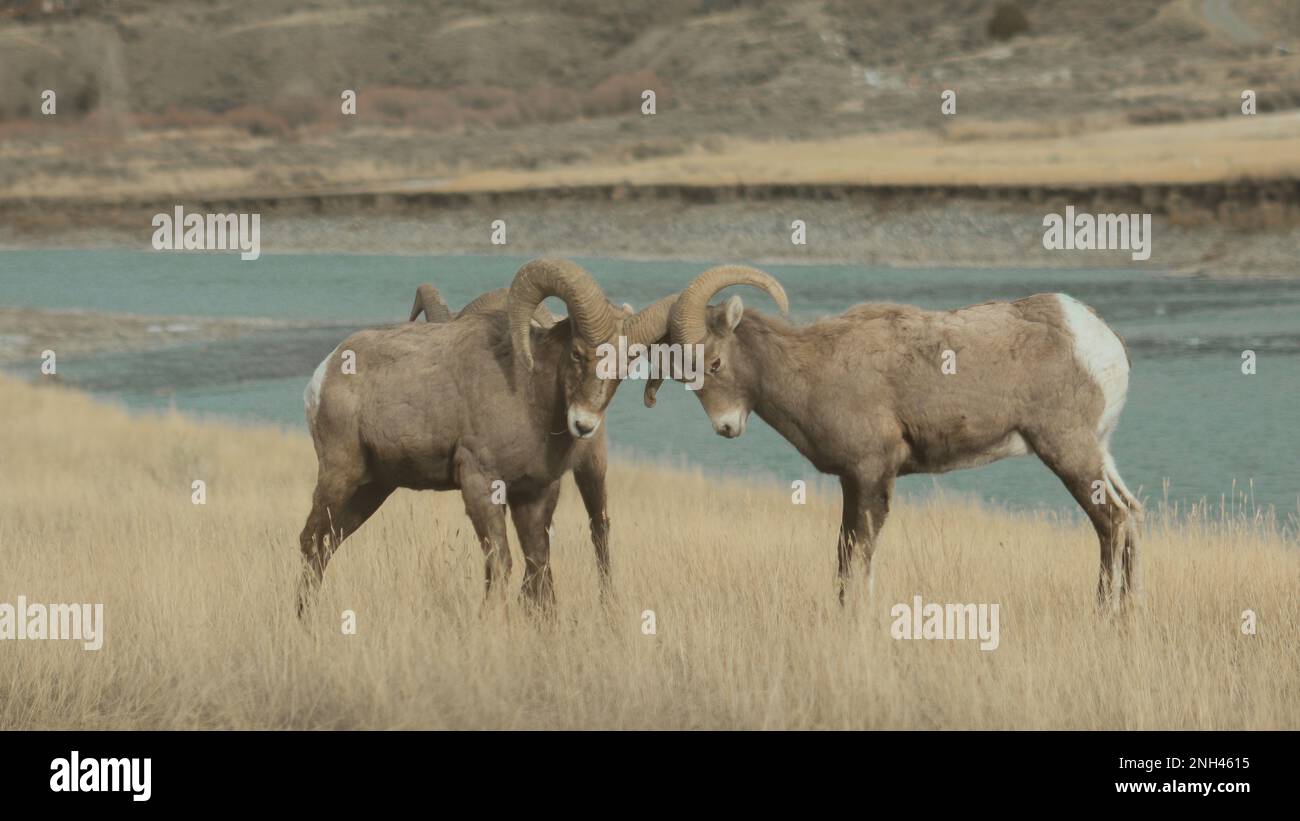 Rams fighting hi-res stock photography and images - Alamy