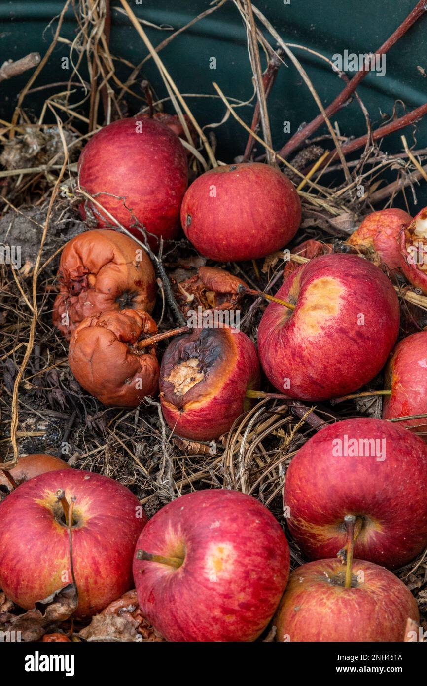 Apples resting on dried grass in a barrel. Some of the apples are ...