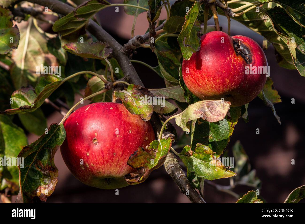 Blemished red apples growing on a tree, Cambridge, UK Stock Photo - Alamy