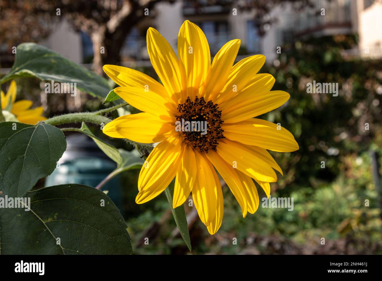The yellow flower of a dwarf sunflower, Cambridge, UK Stock Photo - Alamy