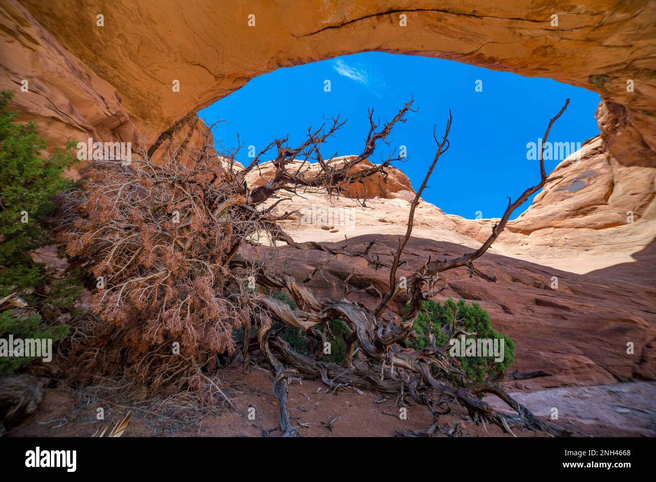A Utah Juniper, juniperus osteosperma, under Pritchett Arch near Moab ...