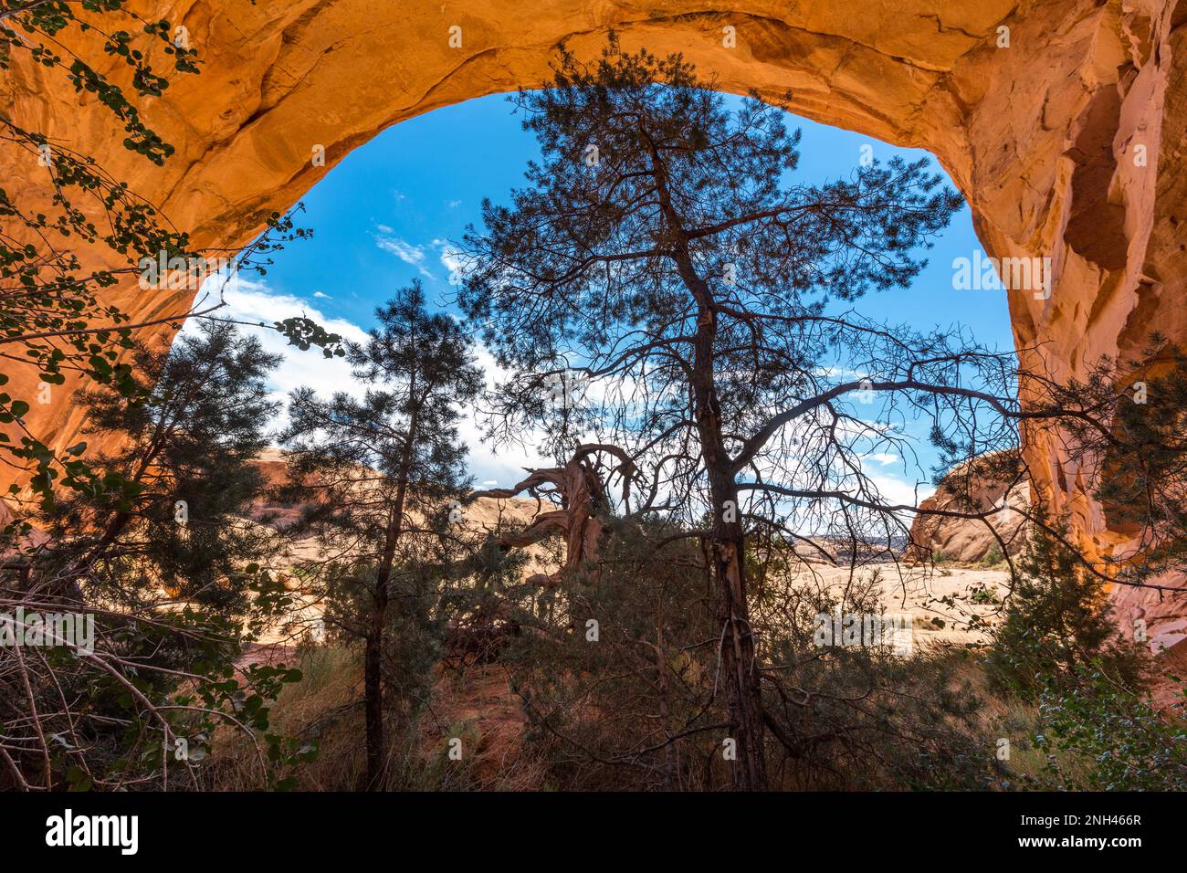 A Pinyon Pine, under Pritchett Arch, south of Moab, Utah. This arch has ...