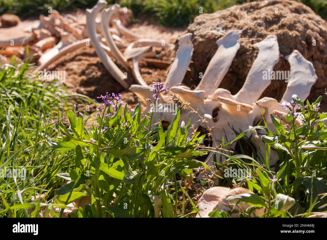 Purple Mustard, Chorispora tenella, in bloom by the bones of a cow near ...