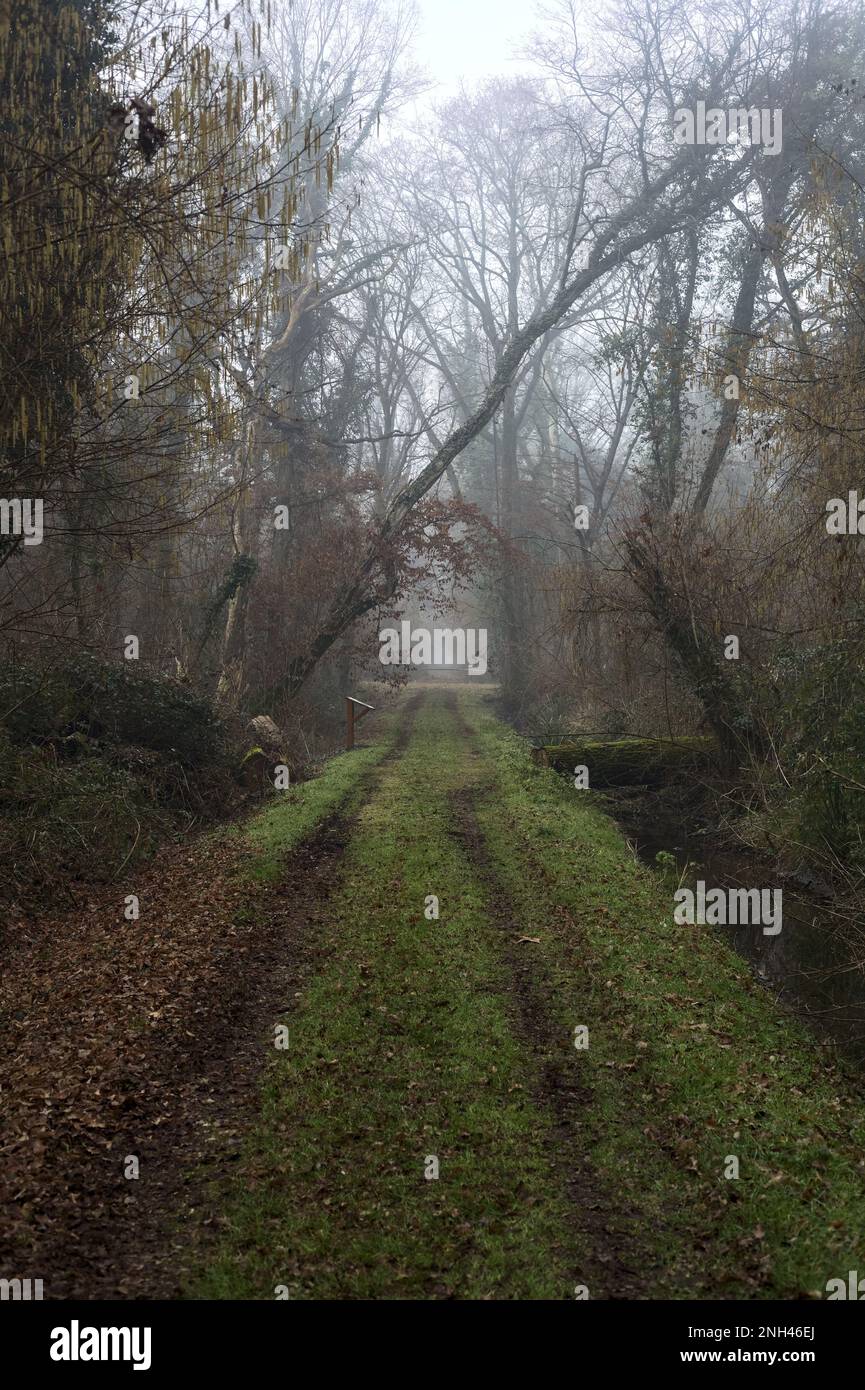 Dirt path with foliage on the ground and a tree leaning on it in a park ...