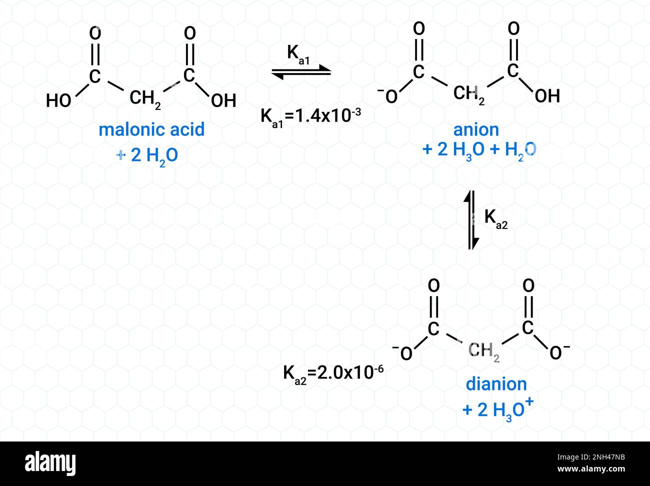 Chemical reaction of malonic acid, anion and dianion Stock Vector Image ...