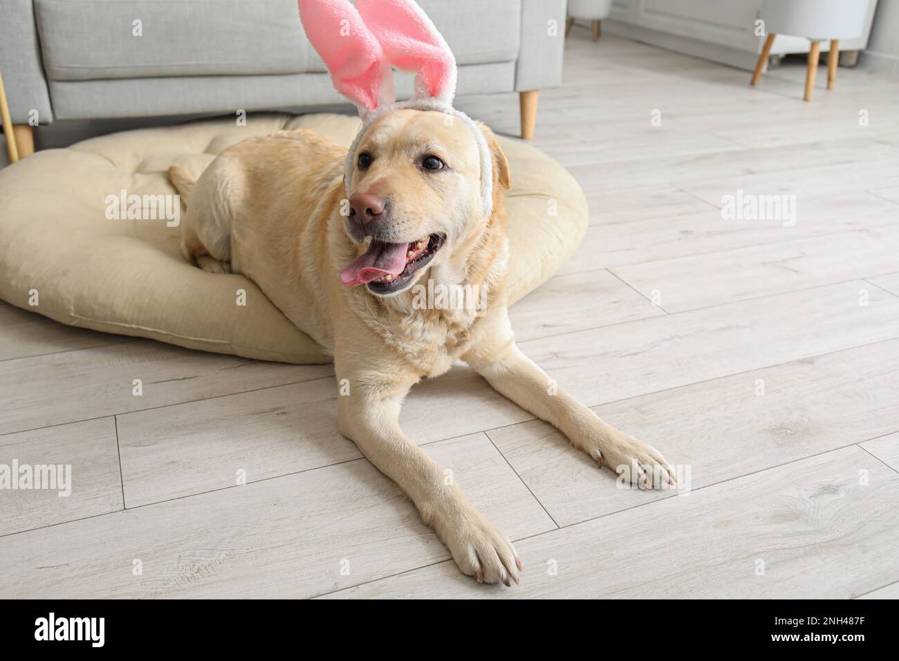 Cute Labrador dog with bunny ears at home. Easter celebration Stock ...