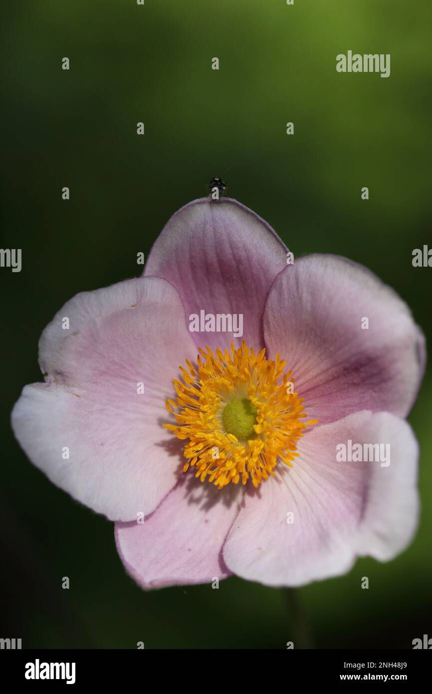 beautiful fall-blooming anemone in rose color Stock Photo - Alamy
