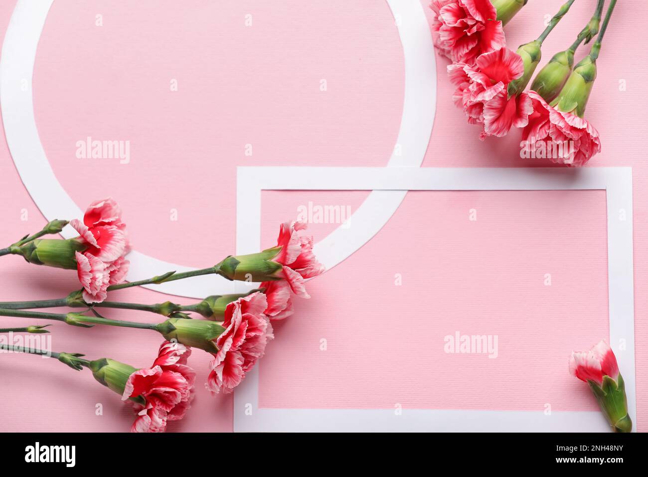 Blank frames and beautiful carnation flowers on pink background Stock ...