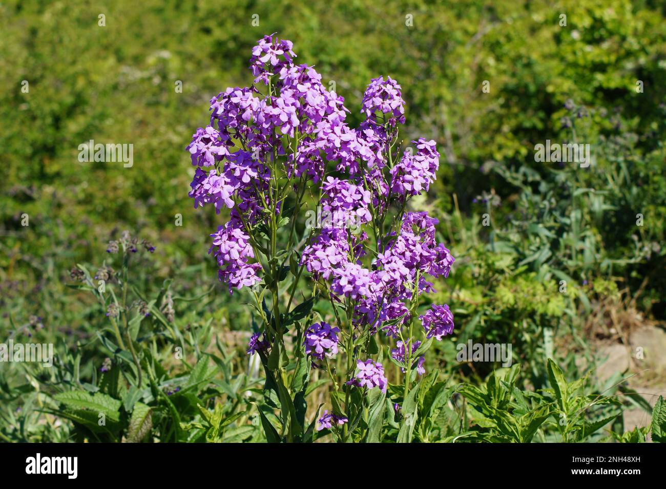 Flowers of the common night violet Hesperis matronalis Stock Photo - Alamy