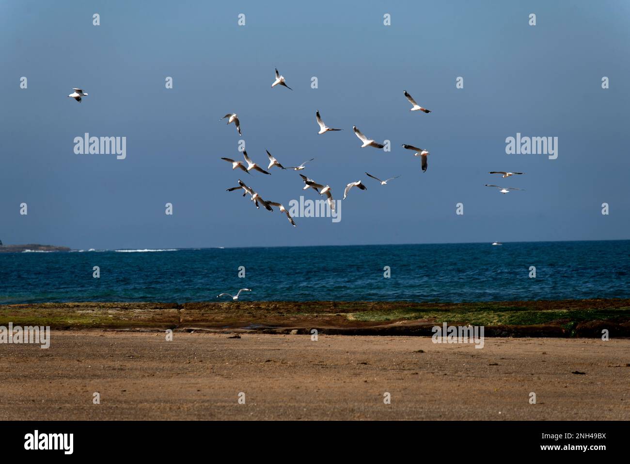 Silver Gulls (Chroicocephalus novaehollandiae) in flight at Caves Beach ...