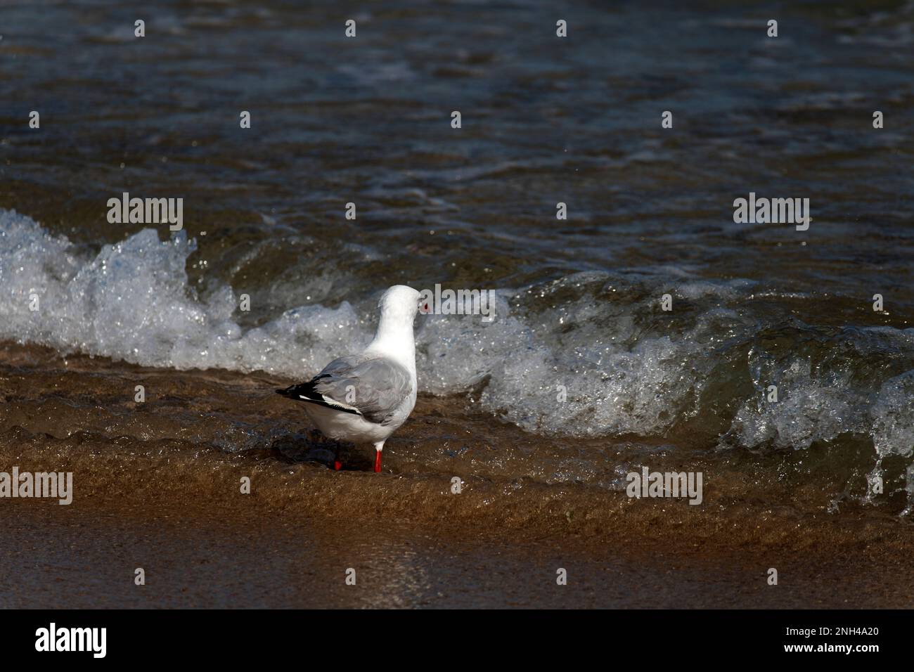 Silver Gull (Chroicocephalus novaehollandiae) at Caves Beach NSW ...