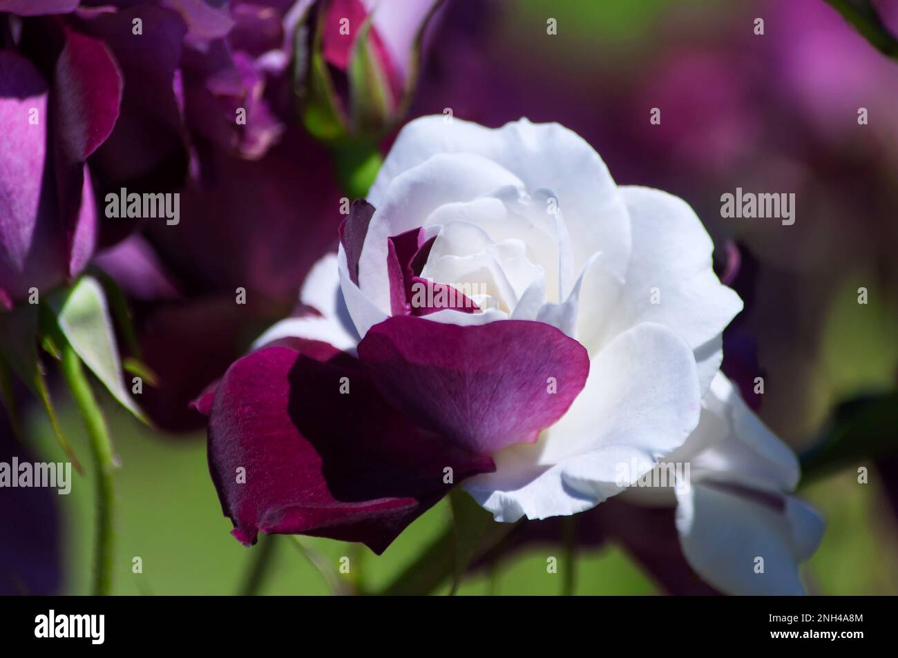 Variegated rose hi-res stock photography and images - Alamy