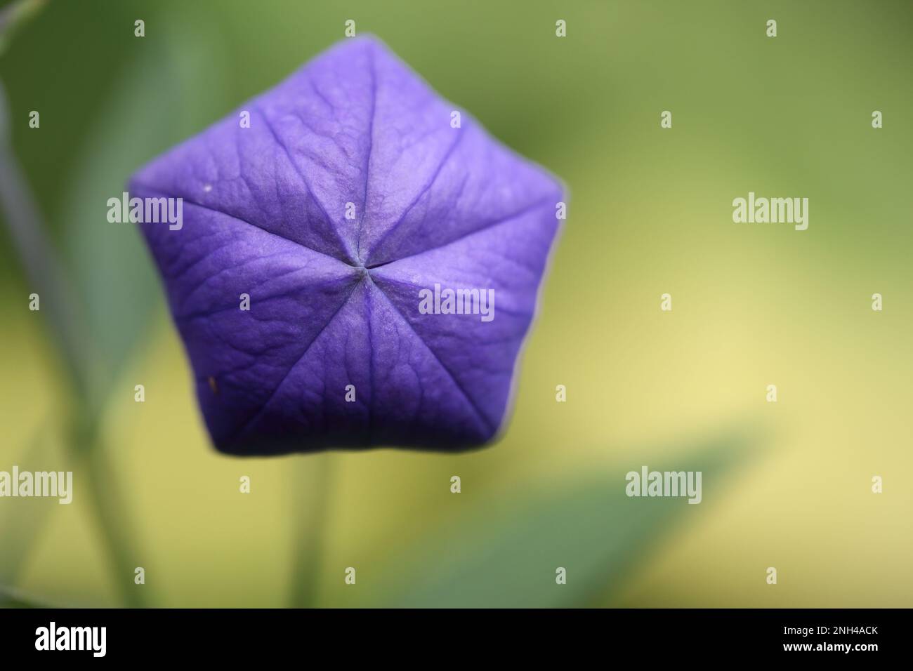 Balloon flower and japan hi-res stock photography and images - Alamy