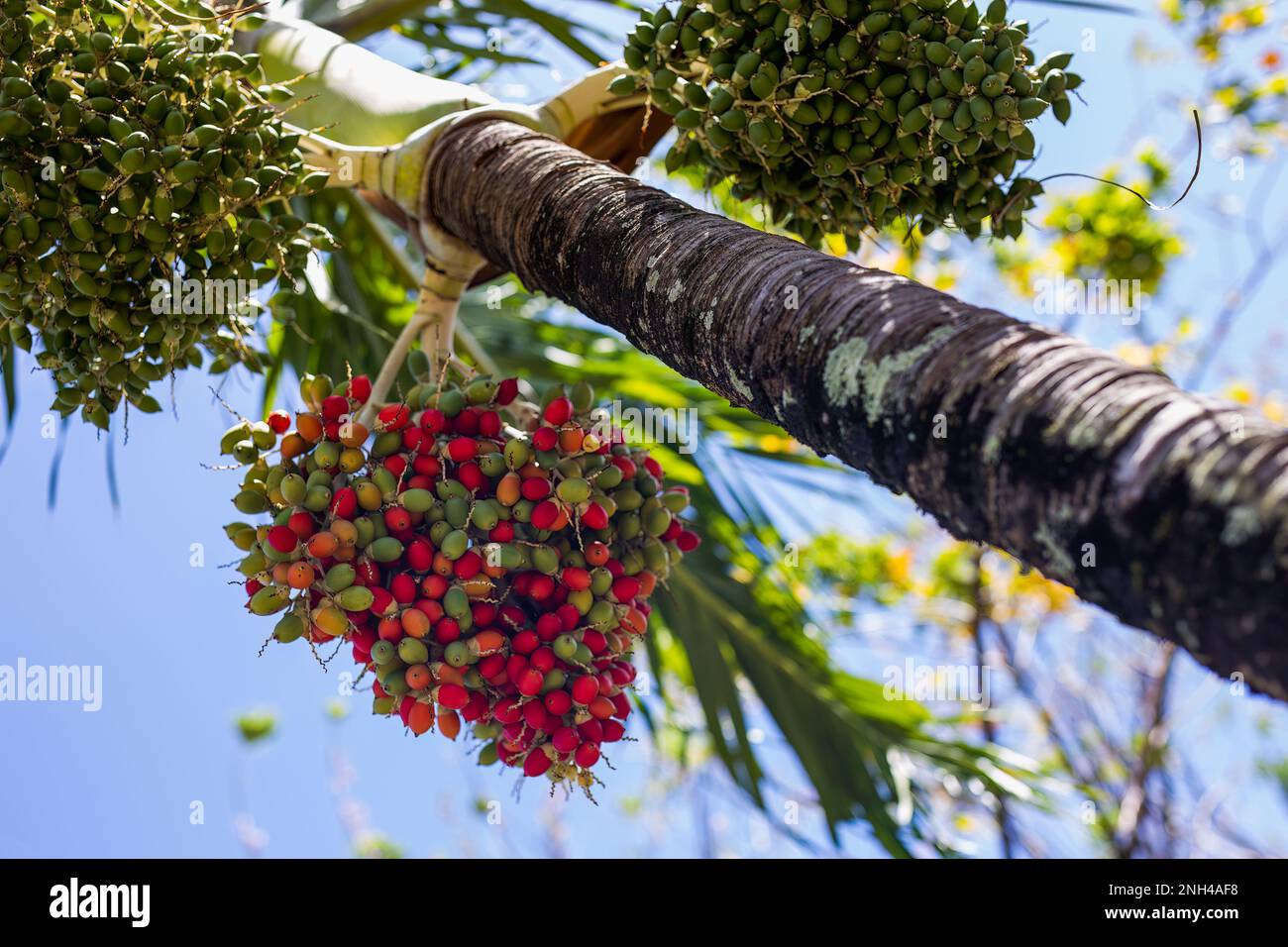 Closeup of colourful dates fruit clusters with sky background. Shallow ...